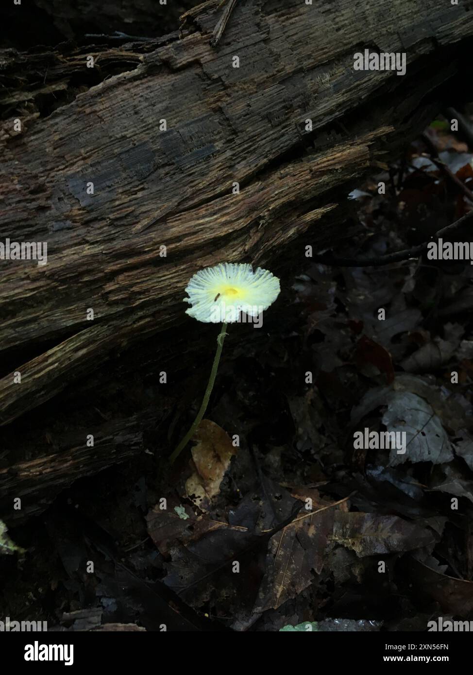 Leucocoprinus fragilissimus hi-res stock photography and images - Alamy