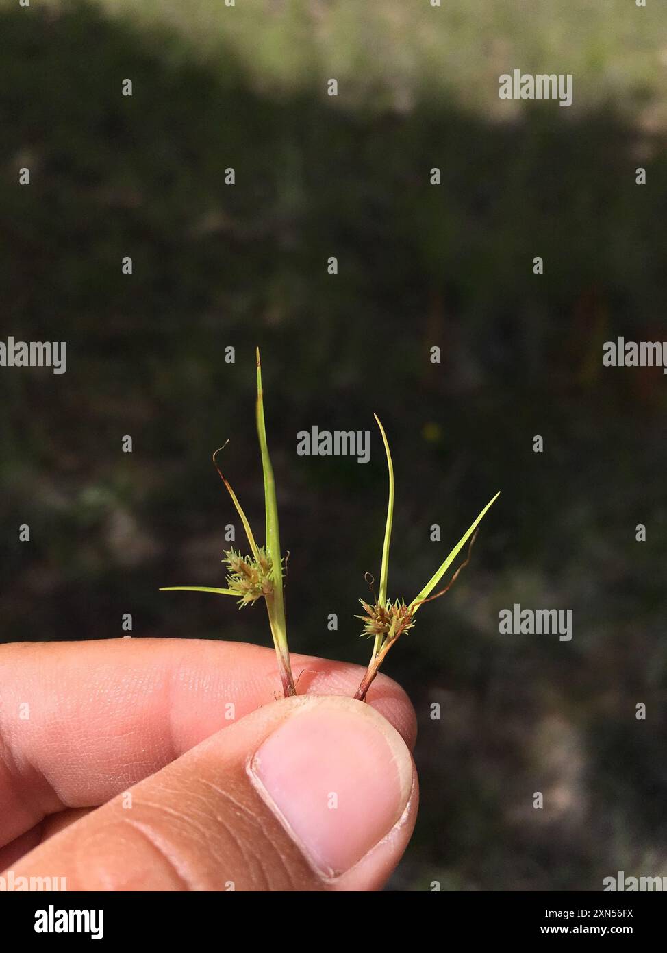 Bearded Flatsedge (Cyperus squarrosus) Plantae Stock Photo - Alamy