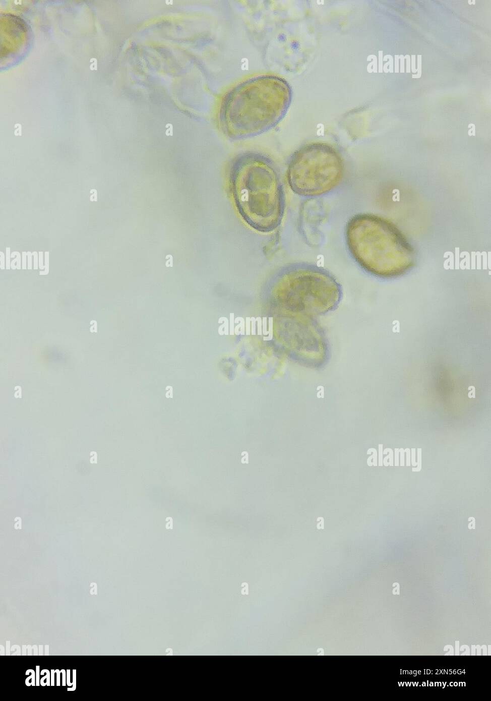 gassy webcap (Cortinarius traganus) Fungi Stock Photo - Alamy