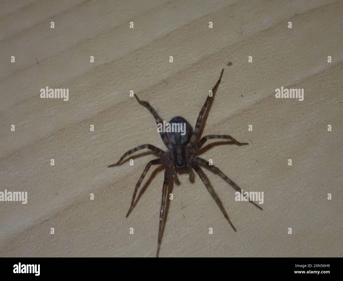 Meshweavers and Allies (Marronoid) Arachnida Stock Photo - Alamy