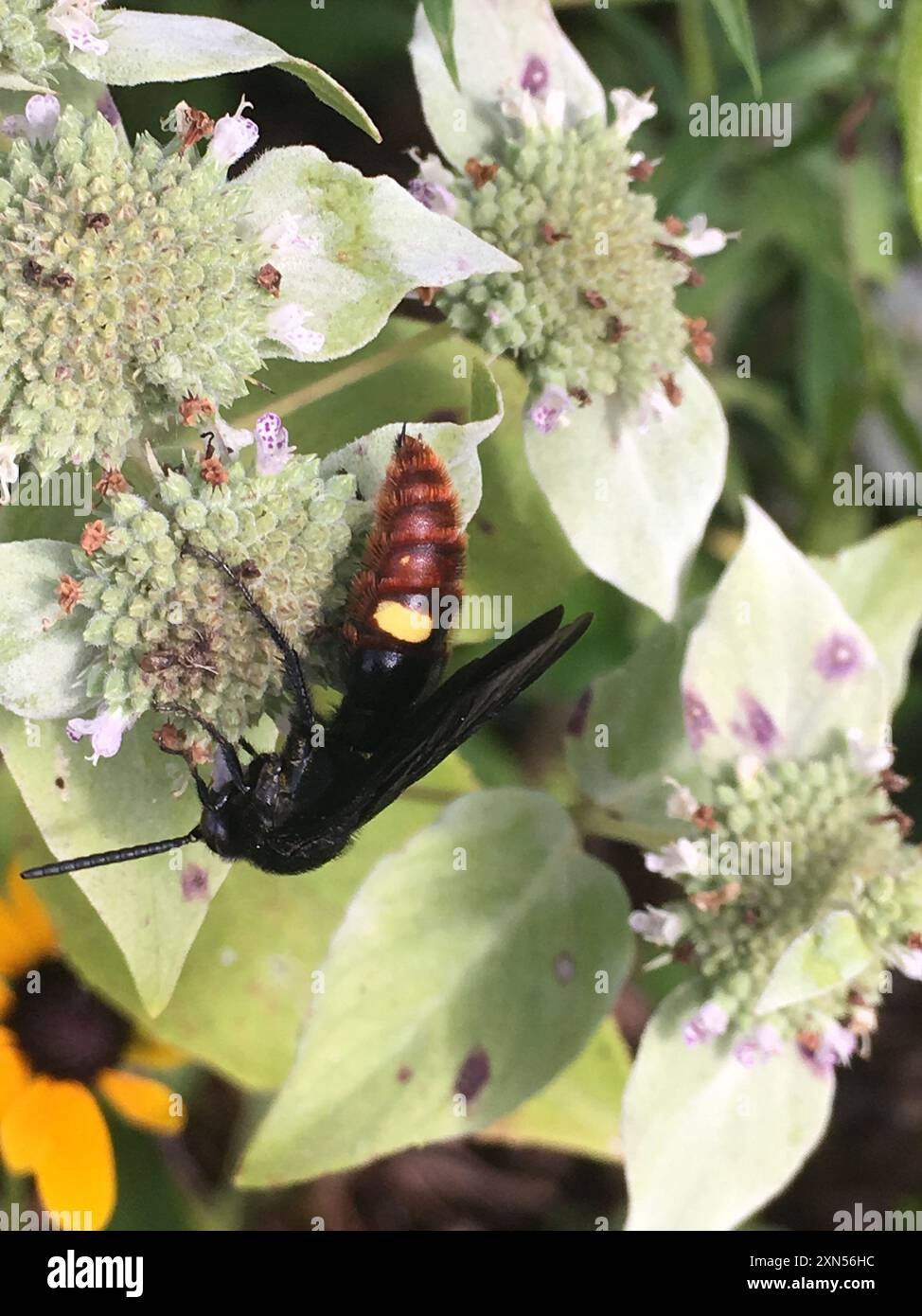 Blue-winged Scoliid Wasp (Scolia dubia) Insecta Stock Photo - Alamy