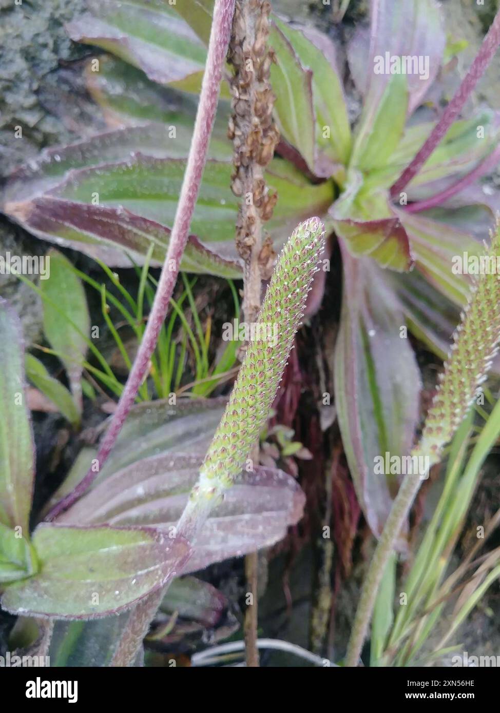 Tall Coastal Plantain (Plantago subnuda) Plantae Stock Photo - Alamy