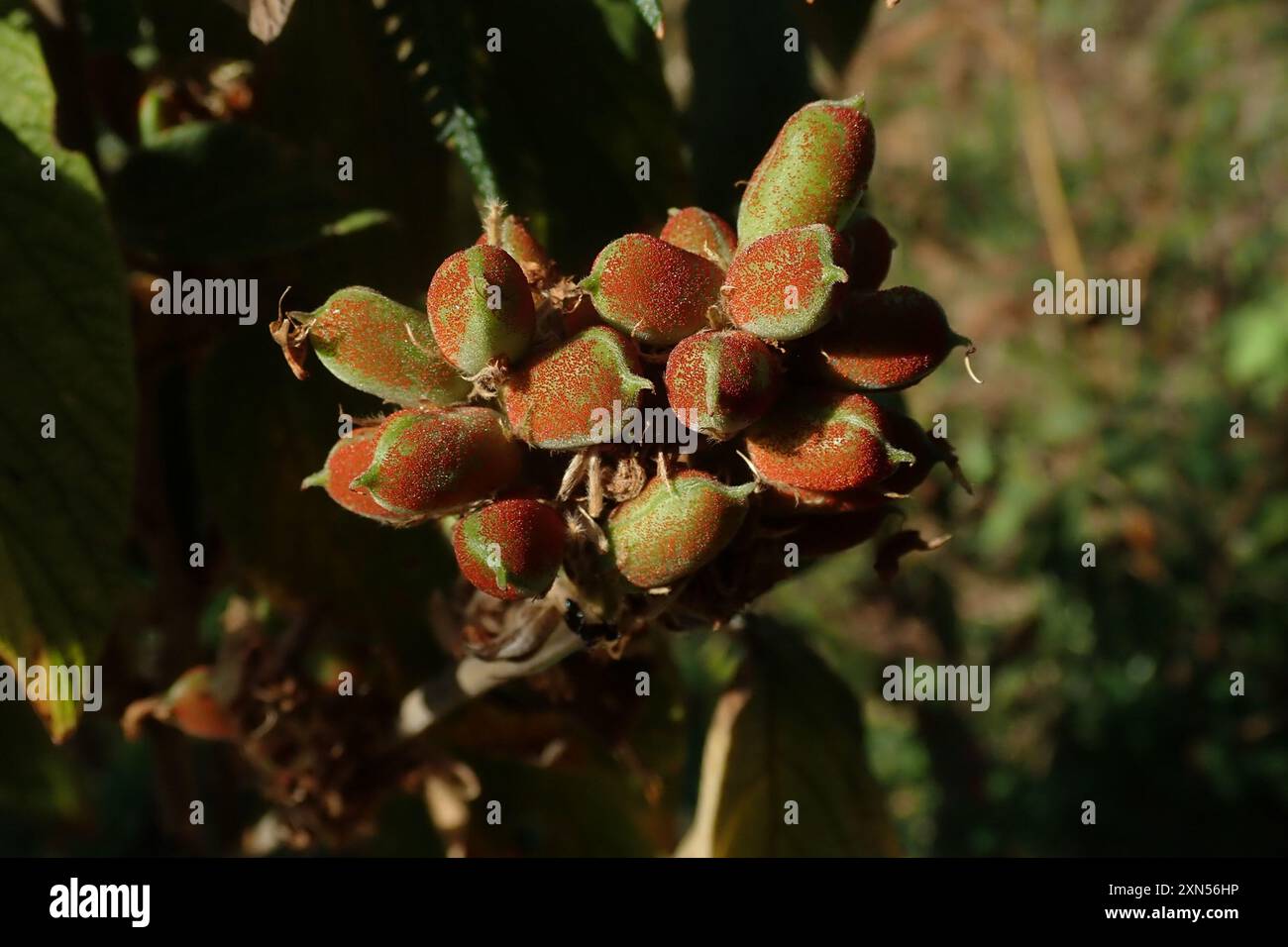 Stainpod (Flemingia grahamiana) Plantae Stock Photo - Alamy