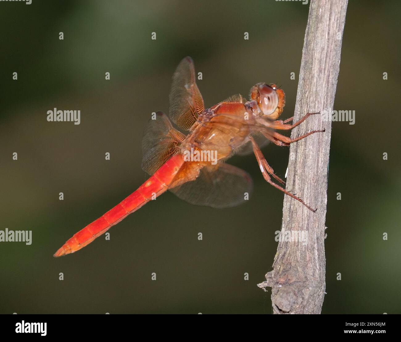 Neon Skimmer (Libellula croceipennis) Insecta Stock Photo - Alamy