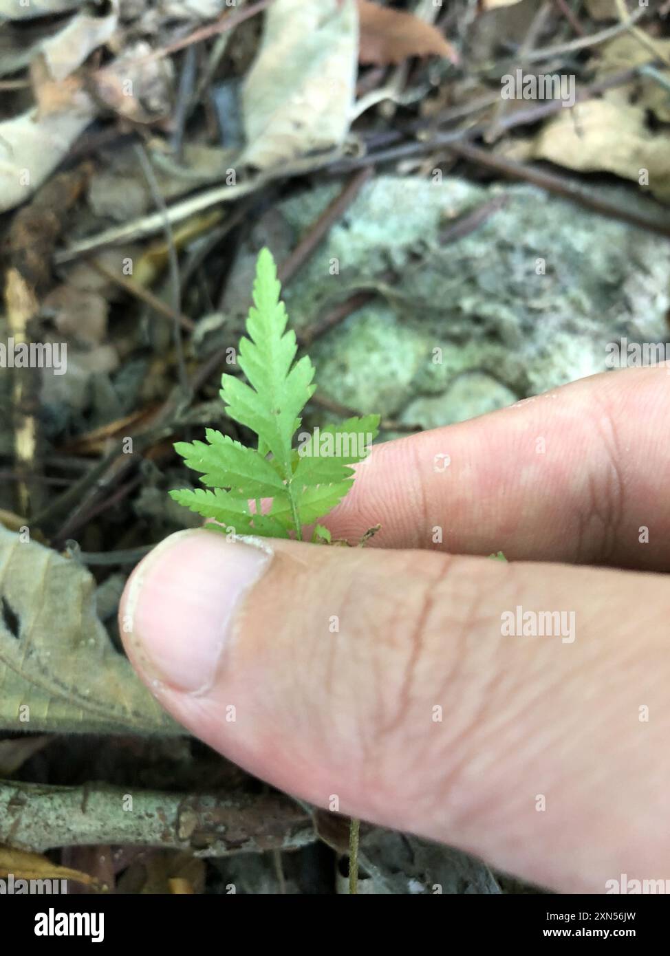 Taiwanese Rain Tree (Koelreuteria elegans) Plantae Stock Photo - Alamy