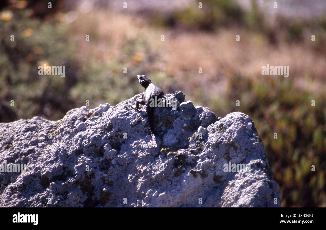 Karoo Girdled Lizard (Karusasaurus polyzonus) Reptilia Stock Photo - Alamy