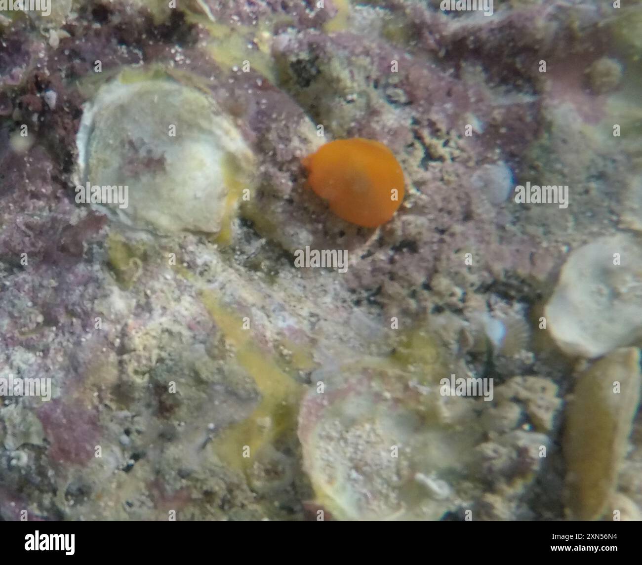 Orange Gumdrop (Berthellina delicata) Mollusca Stock Photo - Alamy