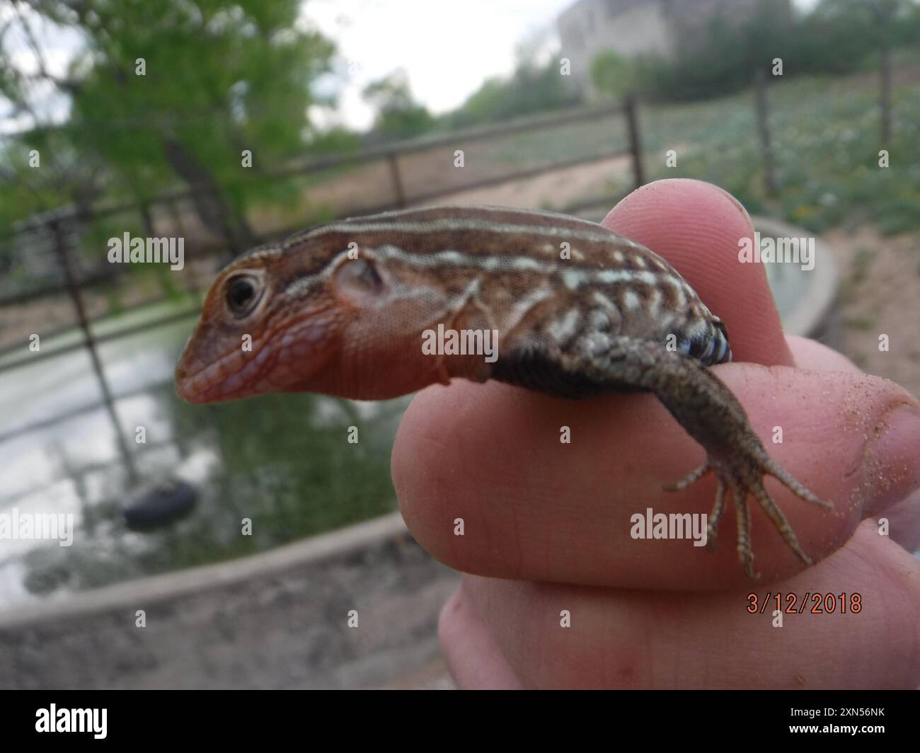 Common Spotted Whiptail (Aspidoscelis gularis) Reptilia Stock Photo - Alamy
