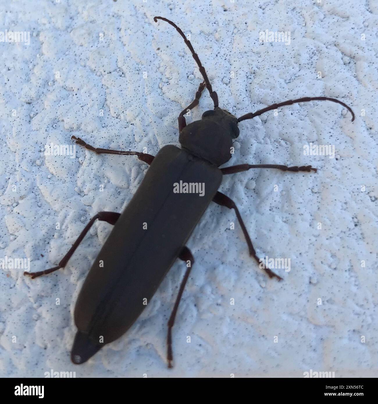 Rust Pine Borer (Arhopalus rusticus) Insecta Stock Photo - Alamy