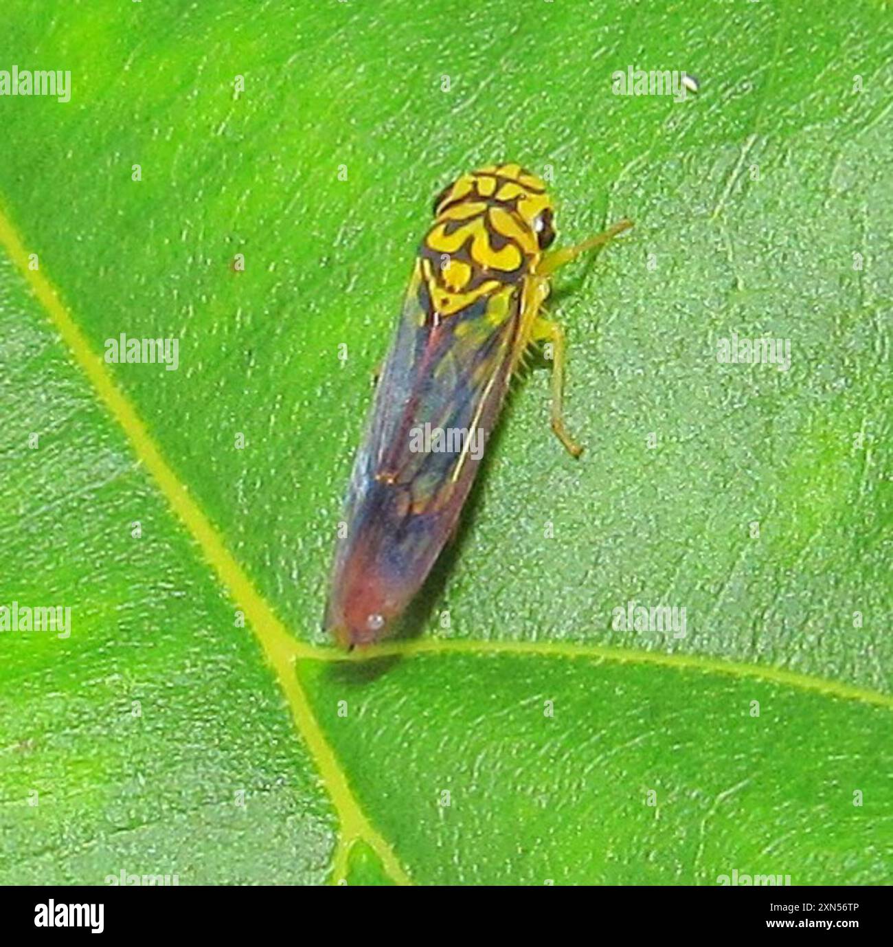 (Dilobopterus costalimai) Insecta Stock Photo - Alamy