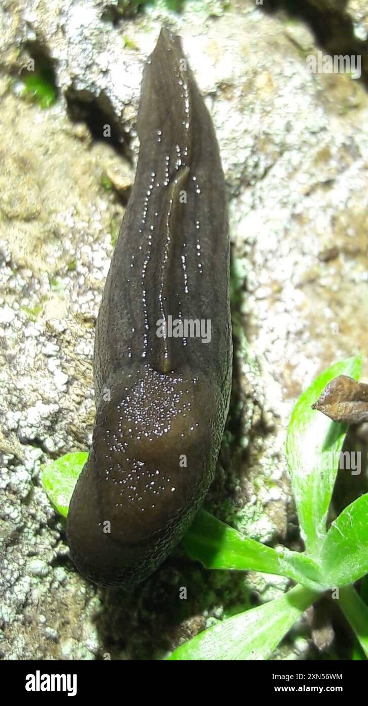 Greenhouse Slug (Milax gagates) Mollusca Stock Photo - Alamy