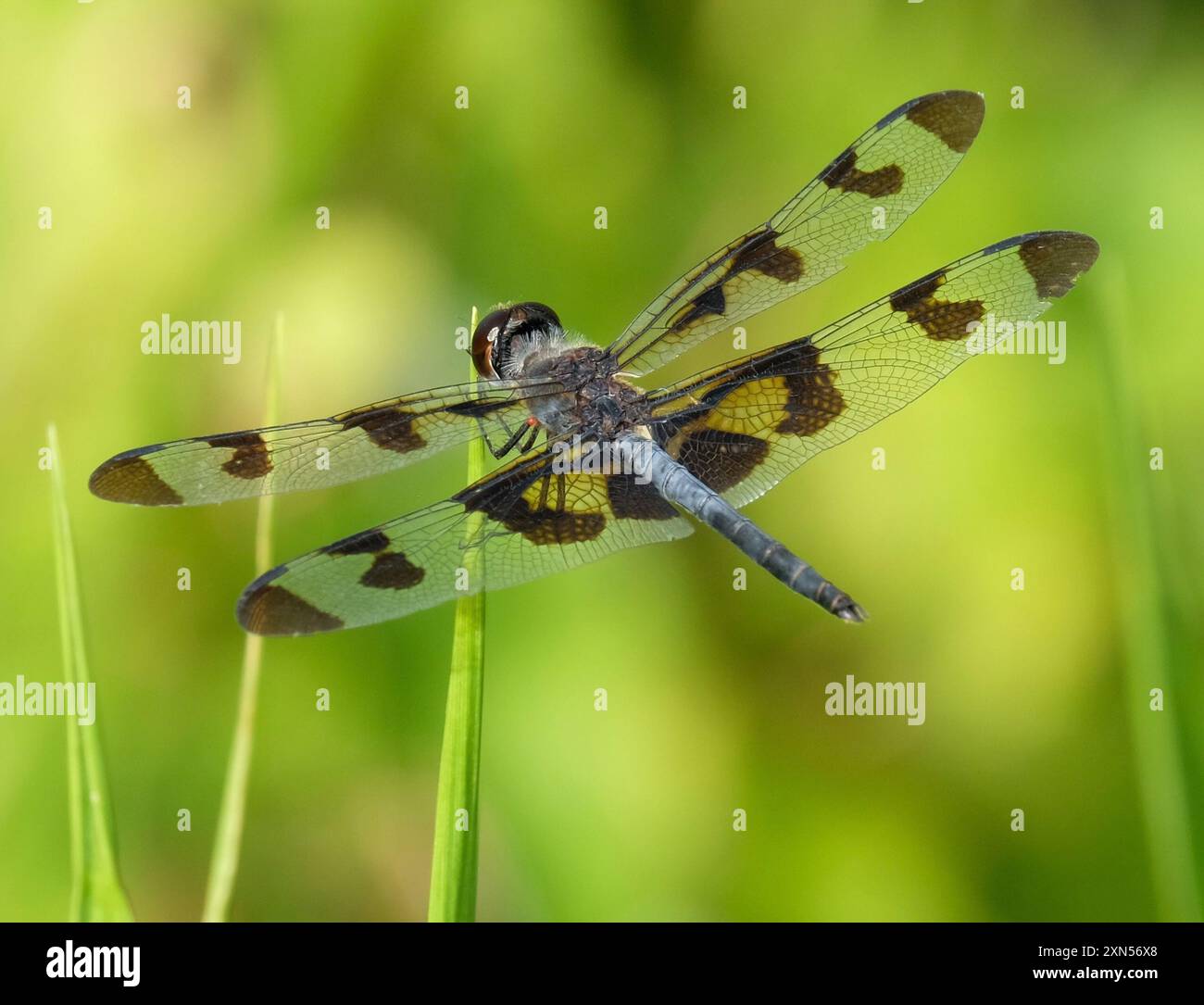 Banded Pennant (Celithemis fasciata) Insecta Stock Photo - Alamy