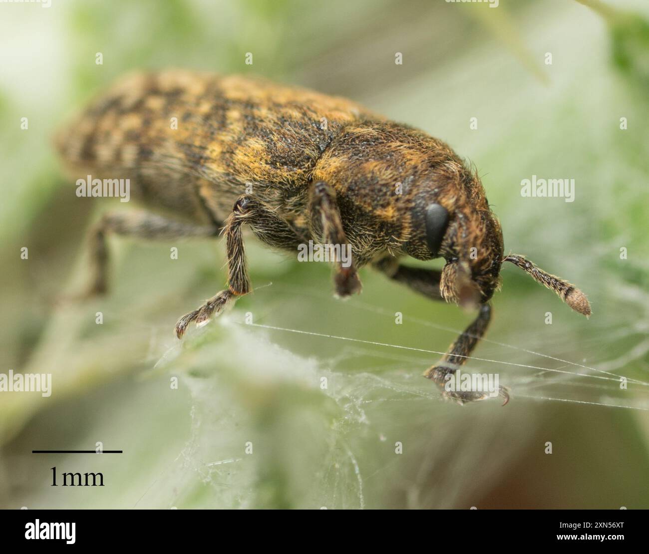 Nodding Thistle Receptacle Weevil (Rhinocyllus conicus) Insecta Stock ...