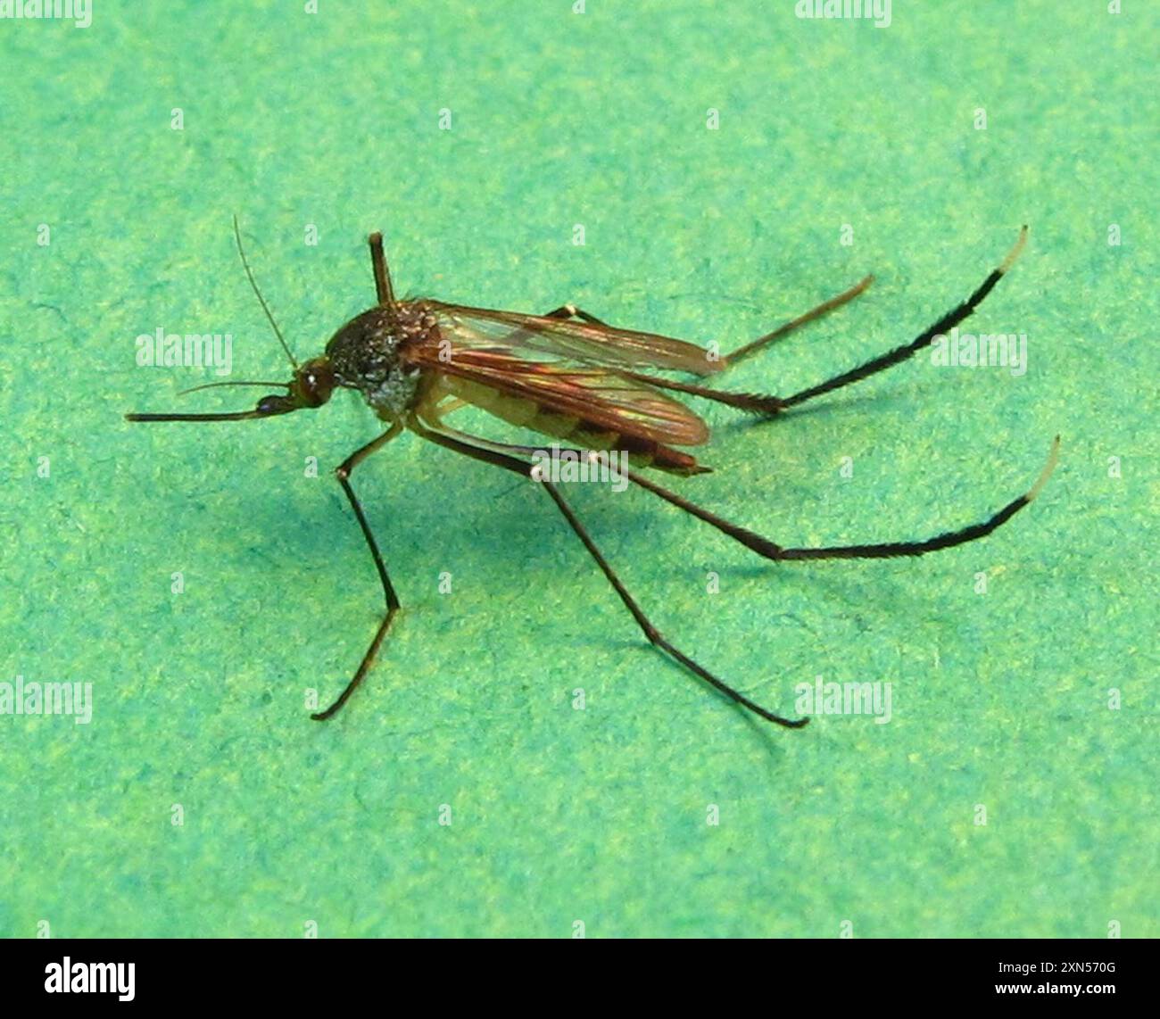White-footed Woods Mosquito (Psorophora ferox) Insecta Stock Photo - Alamy