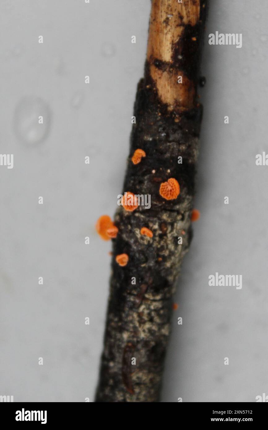 orange pore fungus (Favolaschia claudopus) Fungi Stock Photo - Alamy