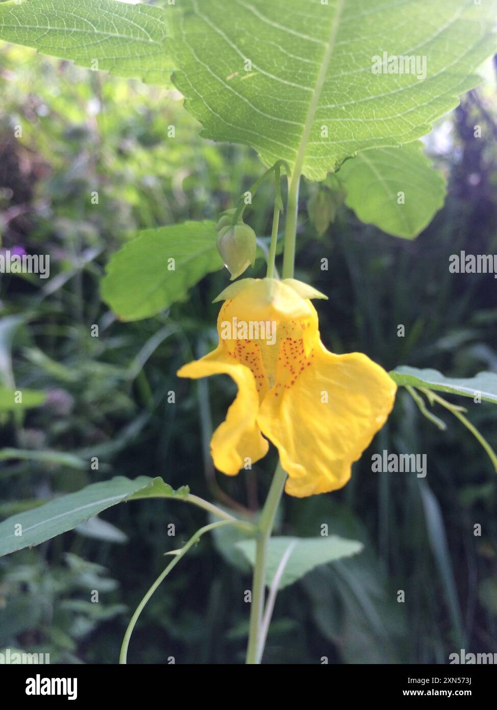 Touch-me-not Balsam (Impatiens noli-tangere) Plantae Stock Photo - Alamy