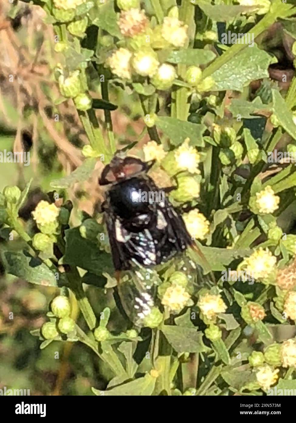 Mexican Cactus Fly (Copestylum mexicanum) Insecta Stock Photo - Alamy