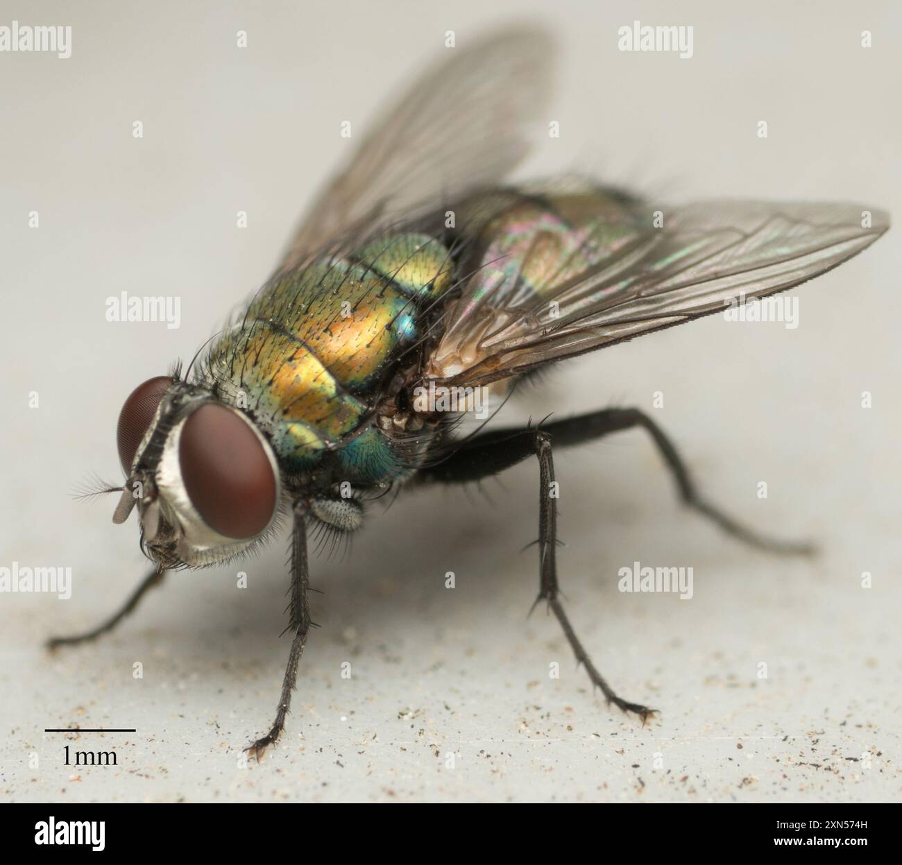 Lucilia cuprina hi-res stock photography and images - Alamy