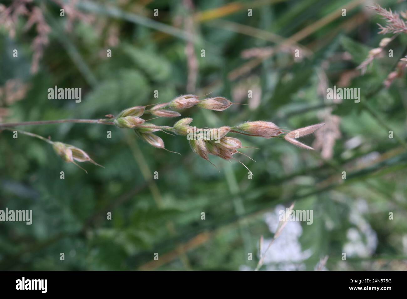 common soft brome (Bromus hordeaceus) Plantae Stock Photo - Alamy