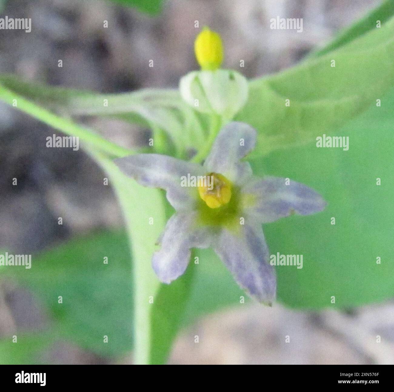 nightshades (Solanum) Plantae Stock Photo - Alamy