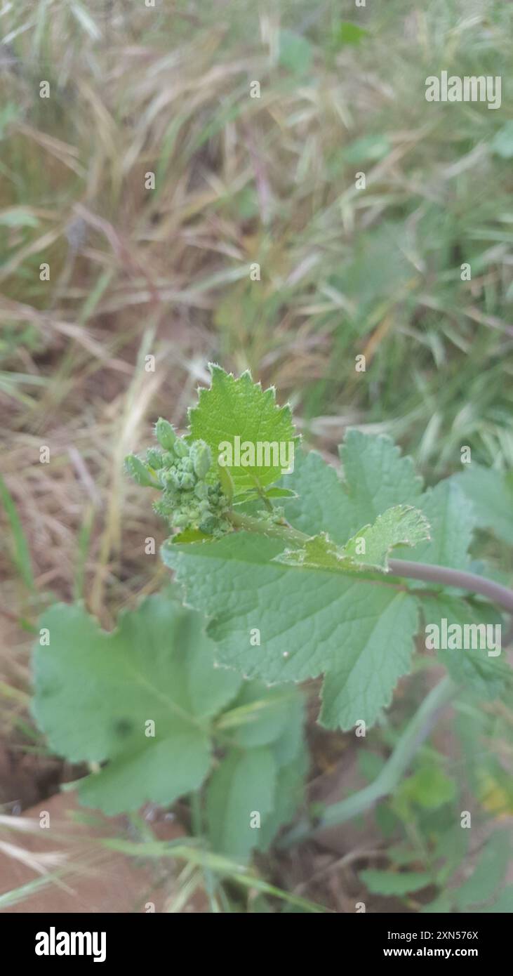 wild and domestic radish (Raphanus raphanistrum sativus) Plantae Stock ...