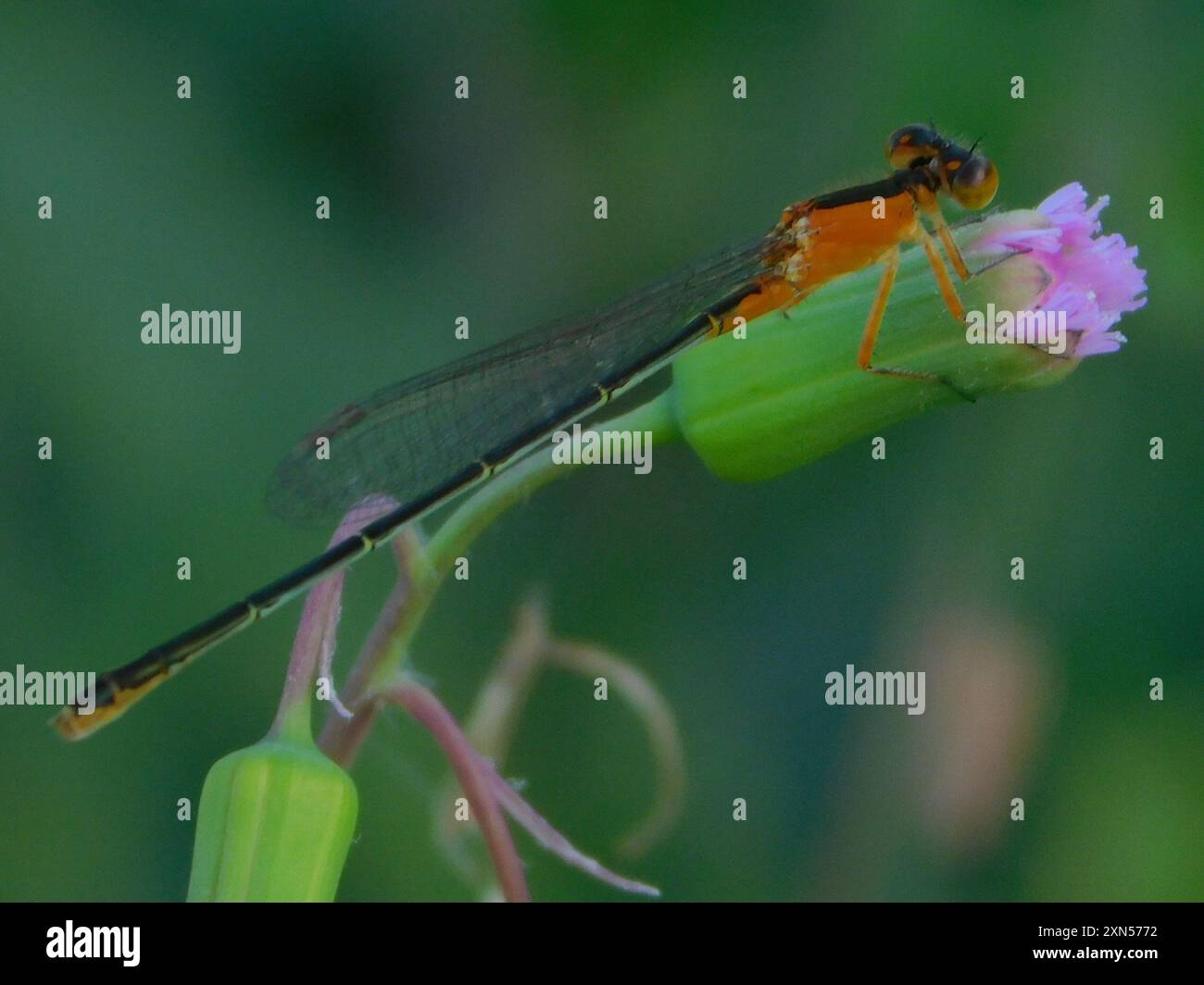 Rambur's Forktail (Ischnura ramburii) Insecta Stock Photo - Alamy