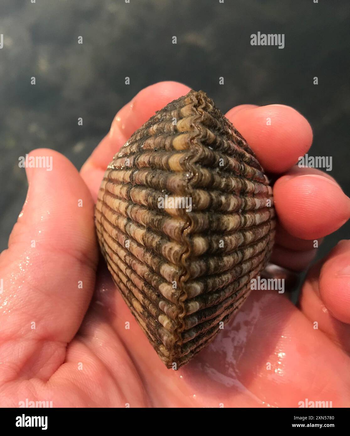 Nuttall's Cockle (Clinocardium nuttallii) Mollusca Stock Photo - Alamy