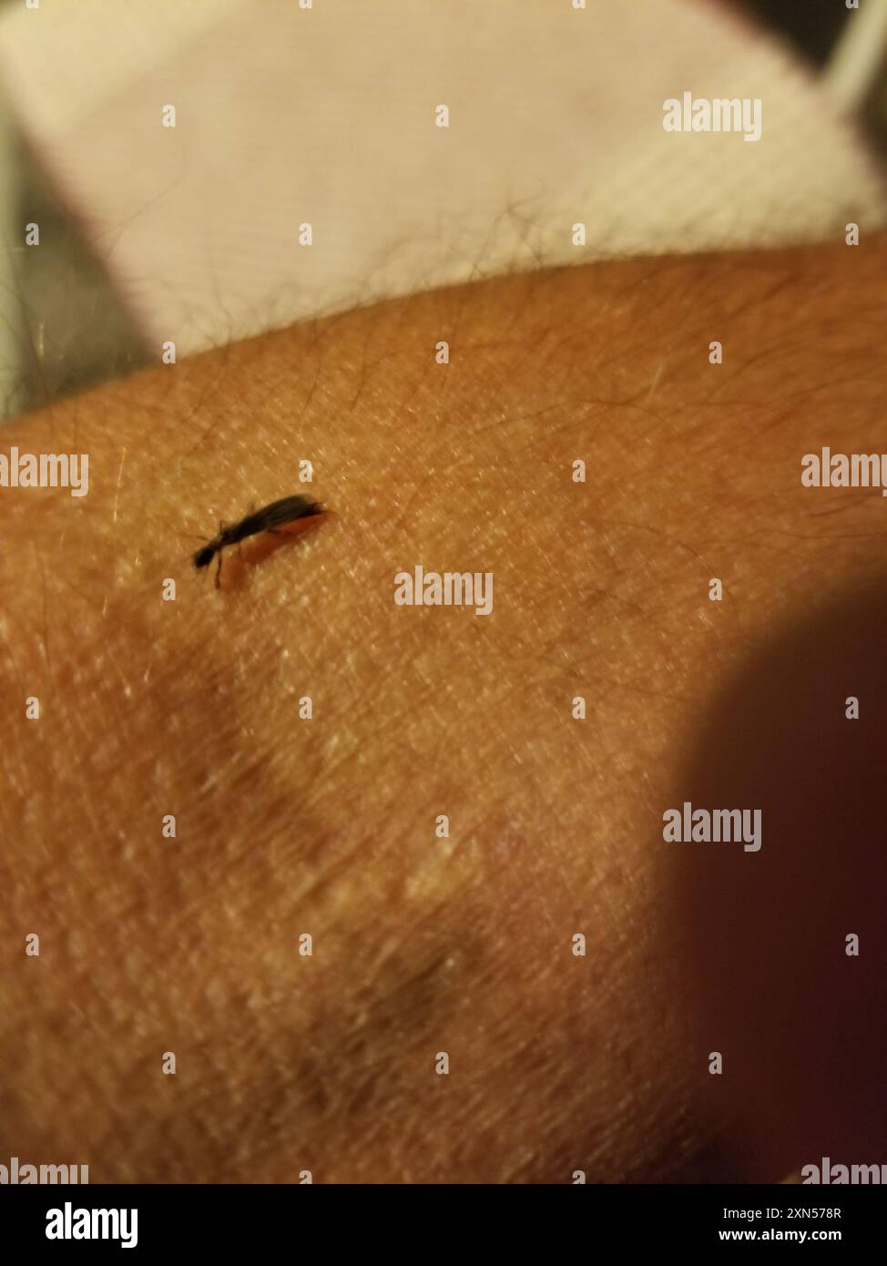 Webspinners (Embioptera) Insecta Stock Photo - Alamy