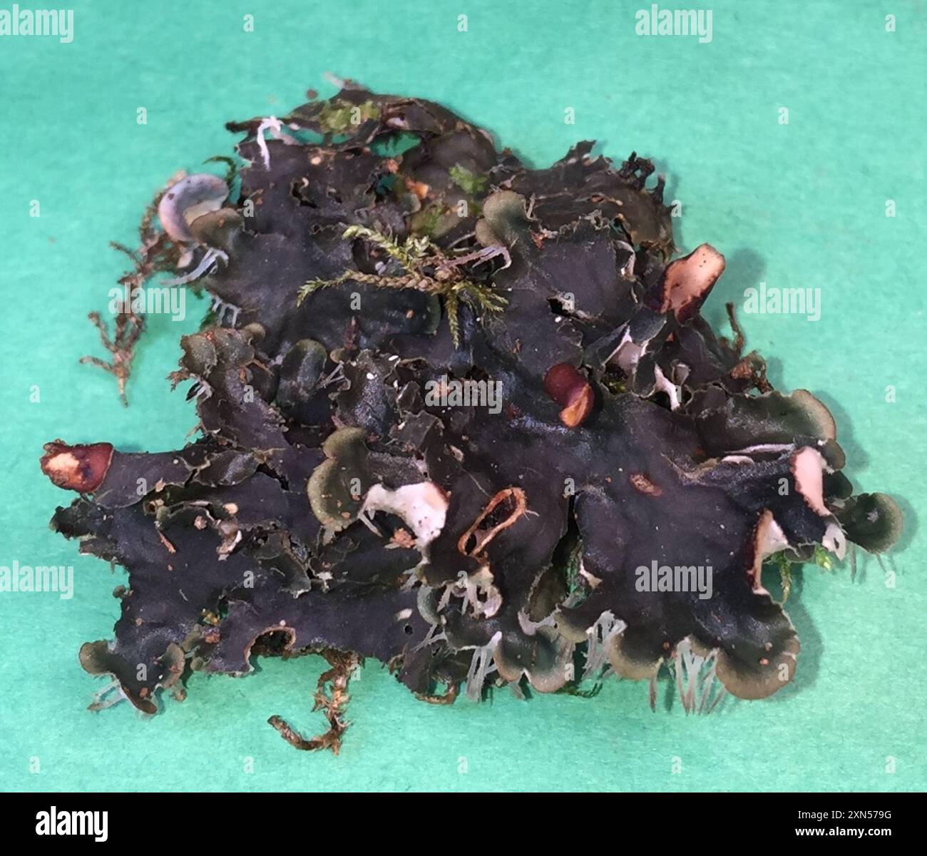dog pelt lichen (Peltigera canina) Fungi Stock Photo - Alamy