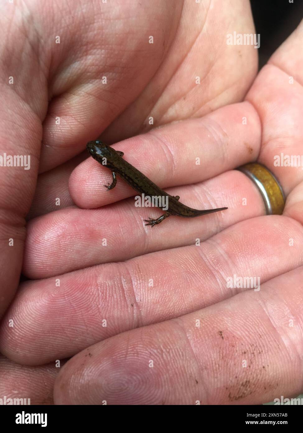 Southern Two-lined Salamander (Eurycea cirrigera) Amphibia Stock Photo ...