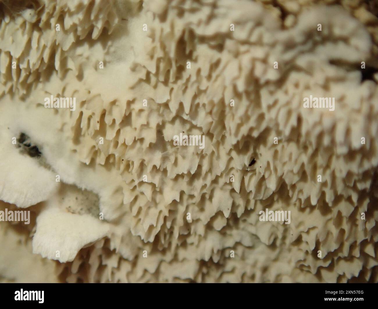 Milk-white Toothed Polypore (Irpex lacteus) Fungi Stock Photo - Alamy