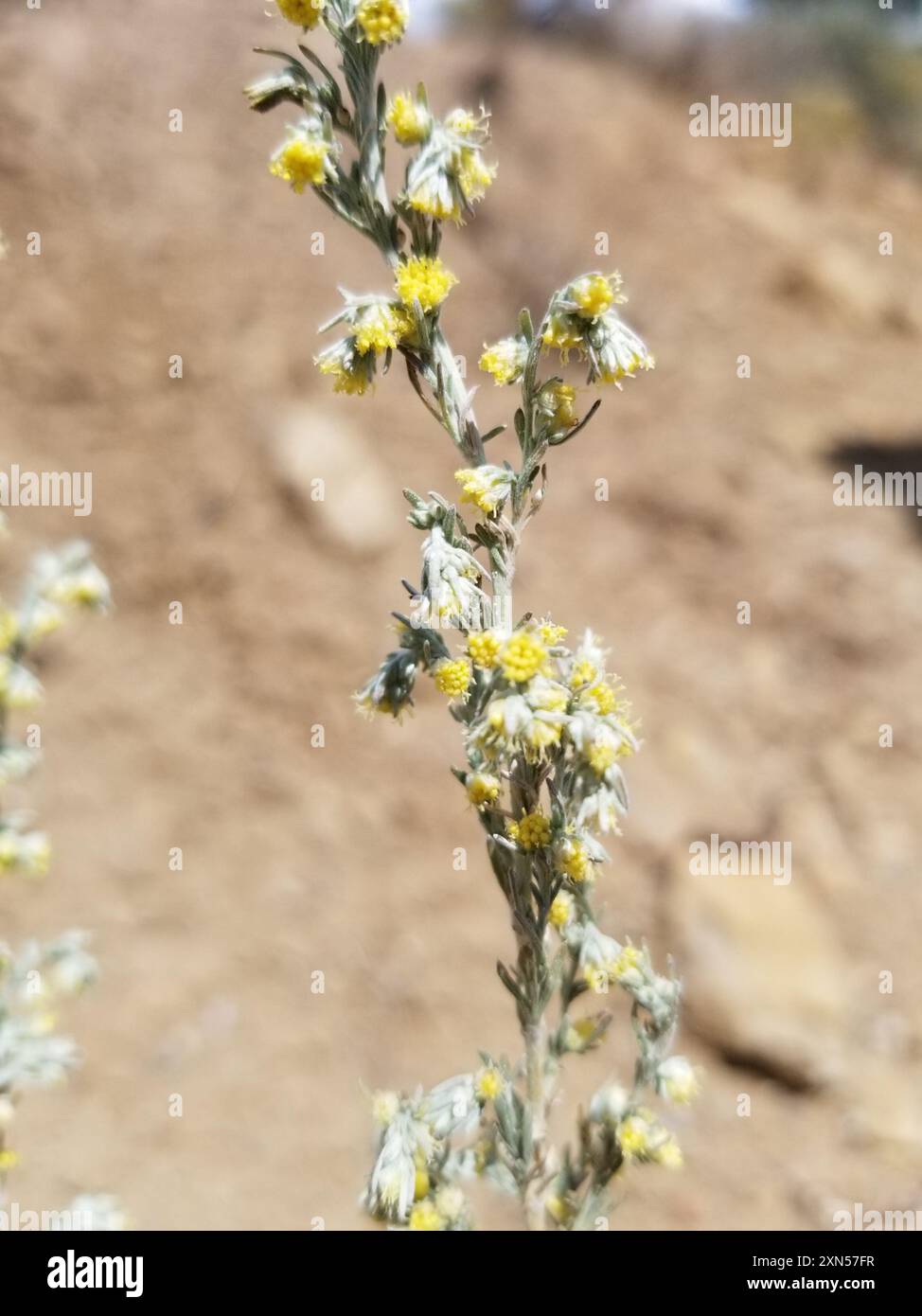 fringed sagebrush (Artemisia frigida) Plantae Stock Photo - Alamy