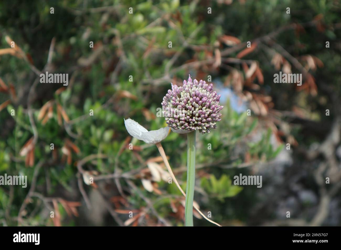 maritime wild leek (Allium commutatum) Plantae Stock Photo - Alamy