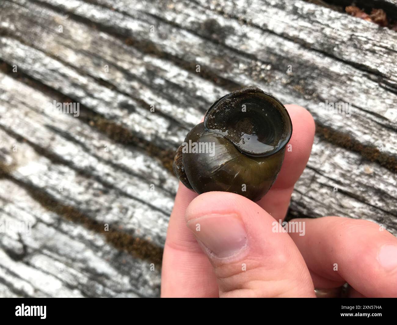 Chinese Mystery Snail (Cipangopaludina chinensis) Mollusca Stock Photo ...