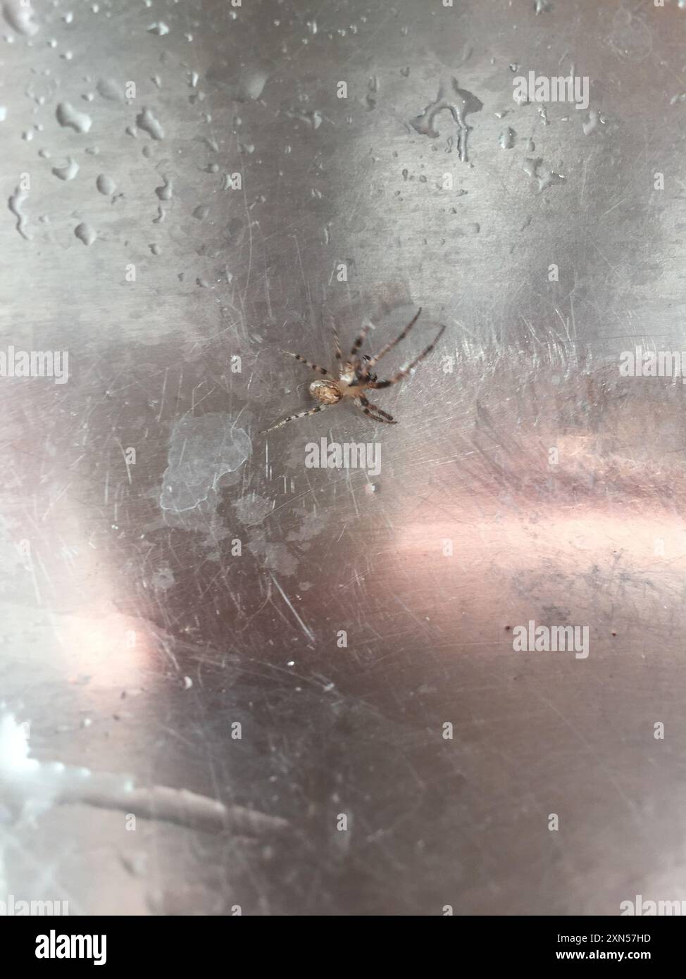 Silver-sided Sector Spider (Zygiella x-notata) Arachnida Stock Photo ...