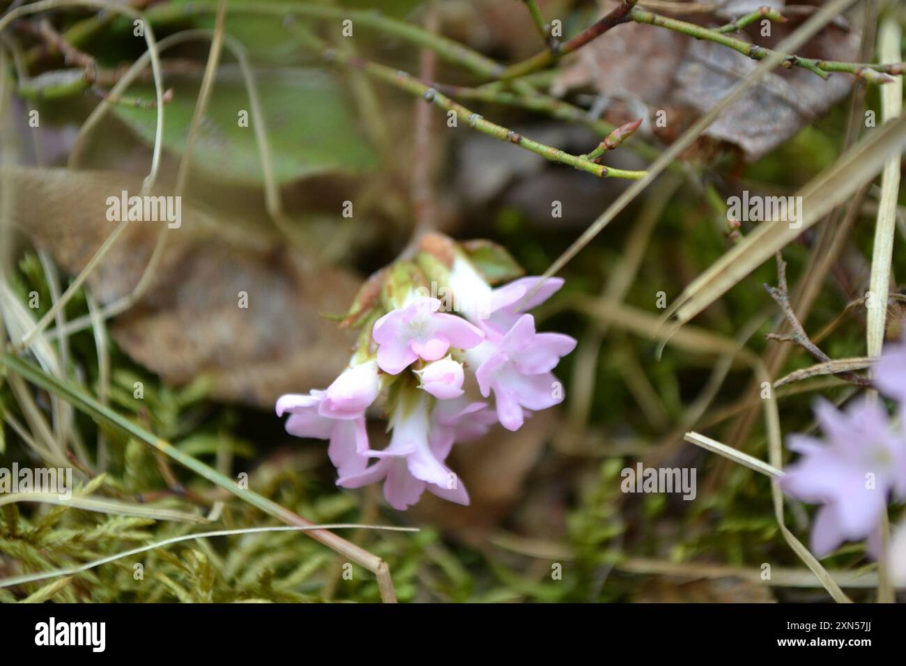 trailing arbutus (Epigaea repens) Plantae Stock Photo - Alamy