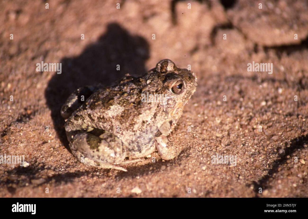 Confused Sand frog (Tomopterna adiastola) Amphibia Stock Photo - Alamy