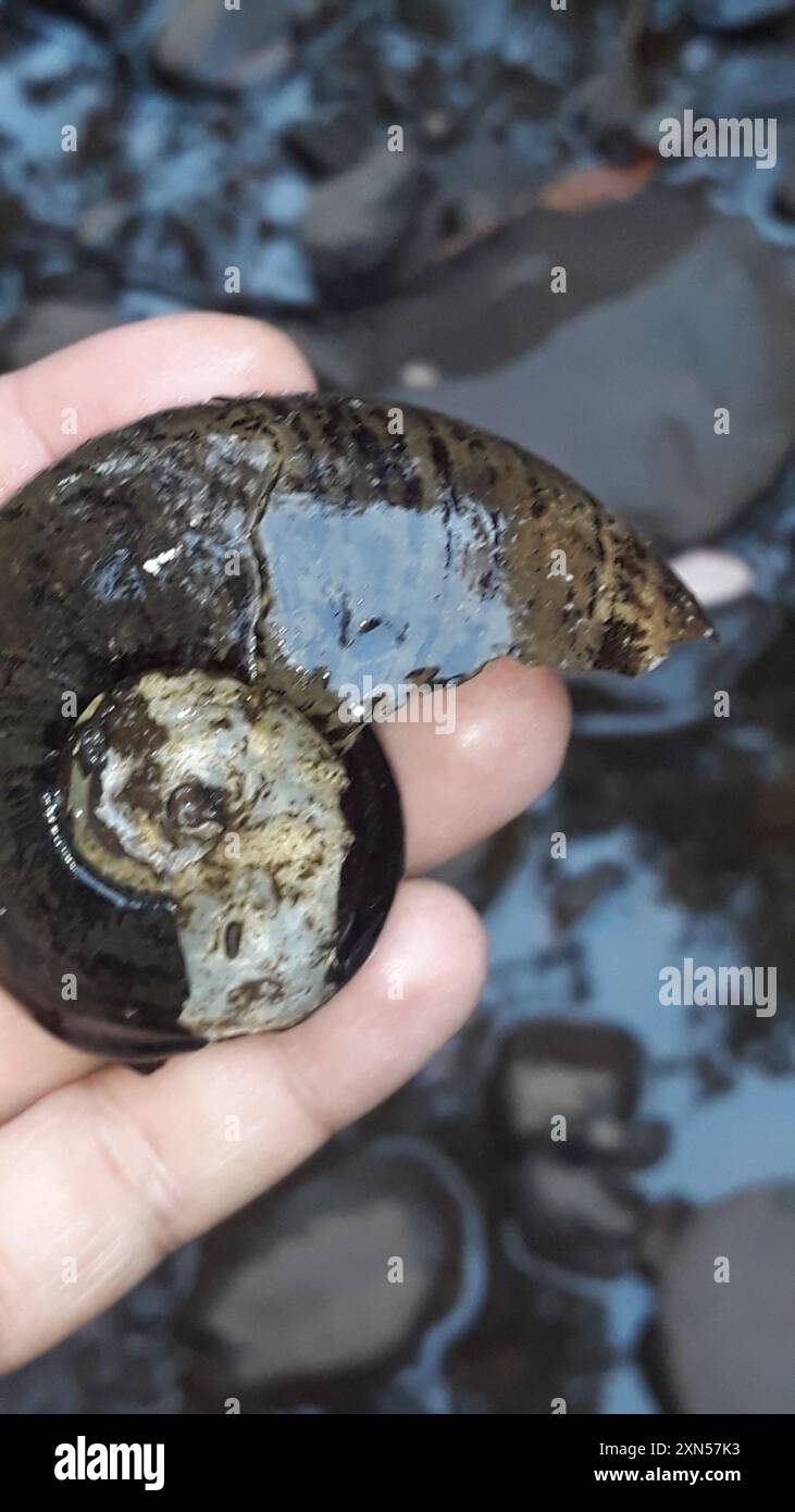 Kauri Snail (Paryphanta busbyi) Mollusca Stock Photo - Alamy