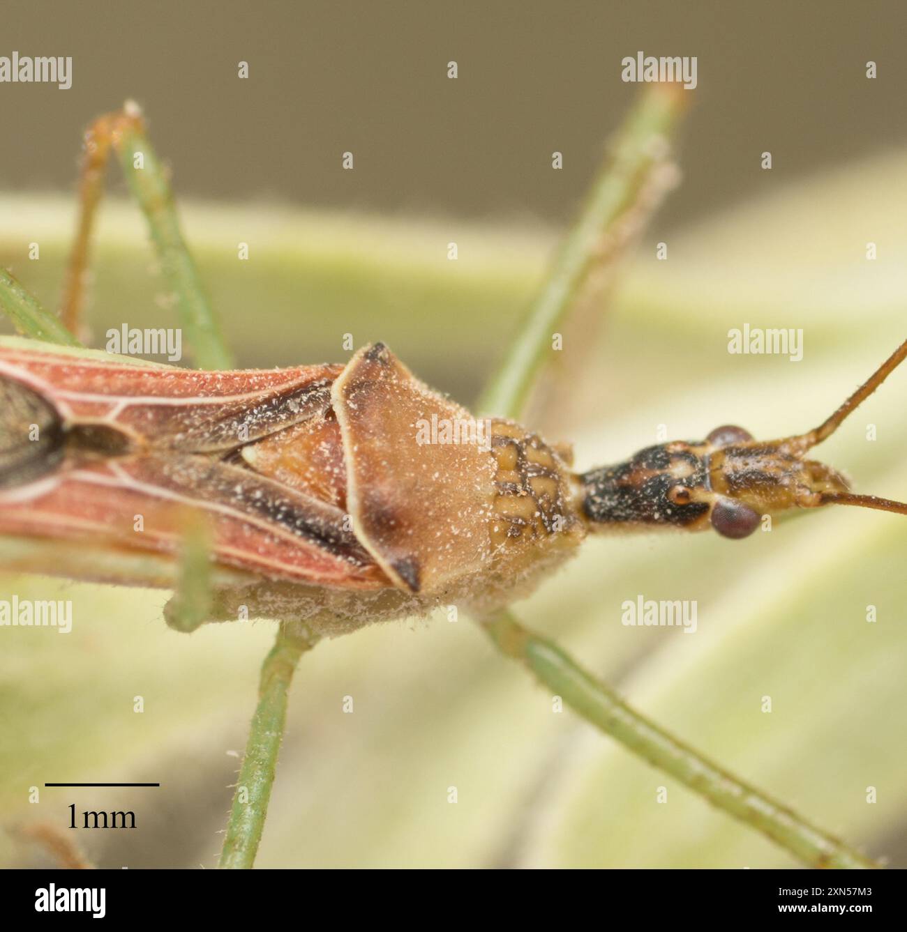 Leafhopper Assassin Bug (Zelus renardii) Insecta Stock Photo - Alamy