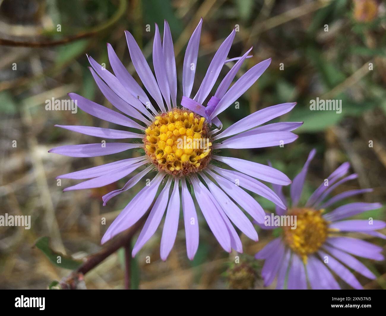 Pacific Aster (Symphyotrichum chilense) Plantae Stock Photo - Alamy