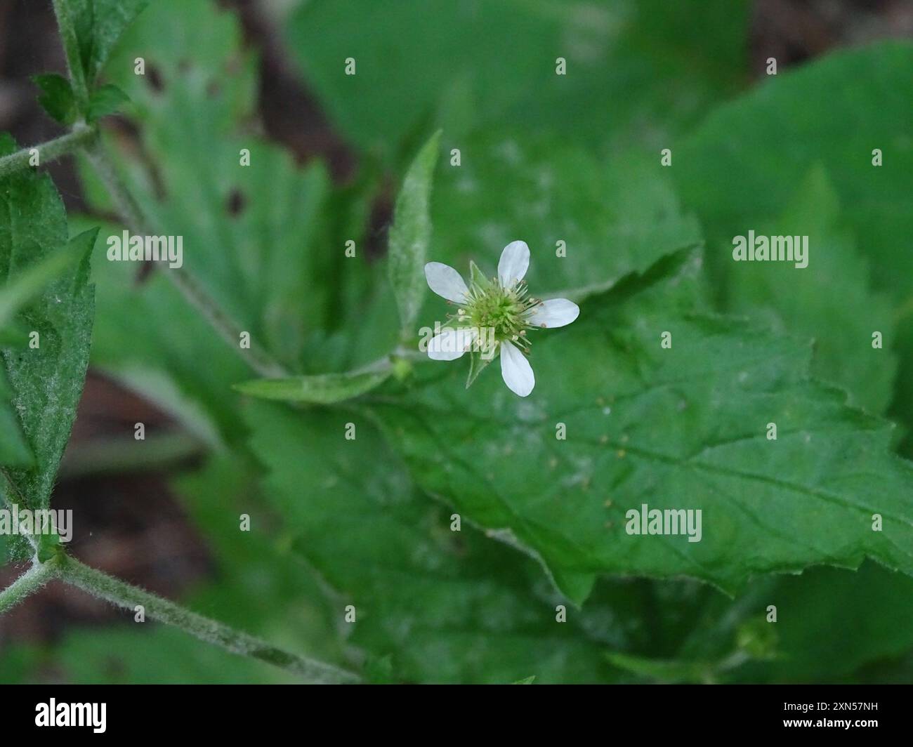 white avens (Geum canadense) Plantae Stock Photo - Alamy