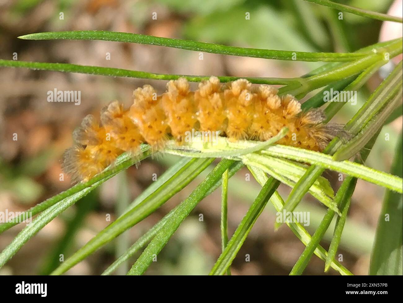 Unexpected Cycnia Moth (Cycnia collaris) Insecta Stock Photo - Alamy
