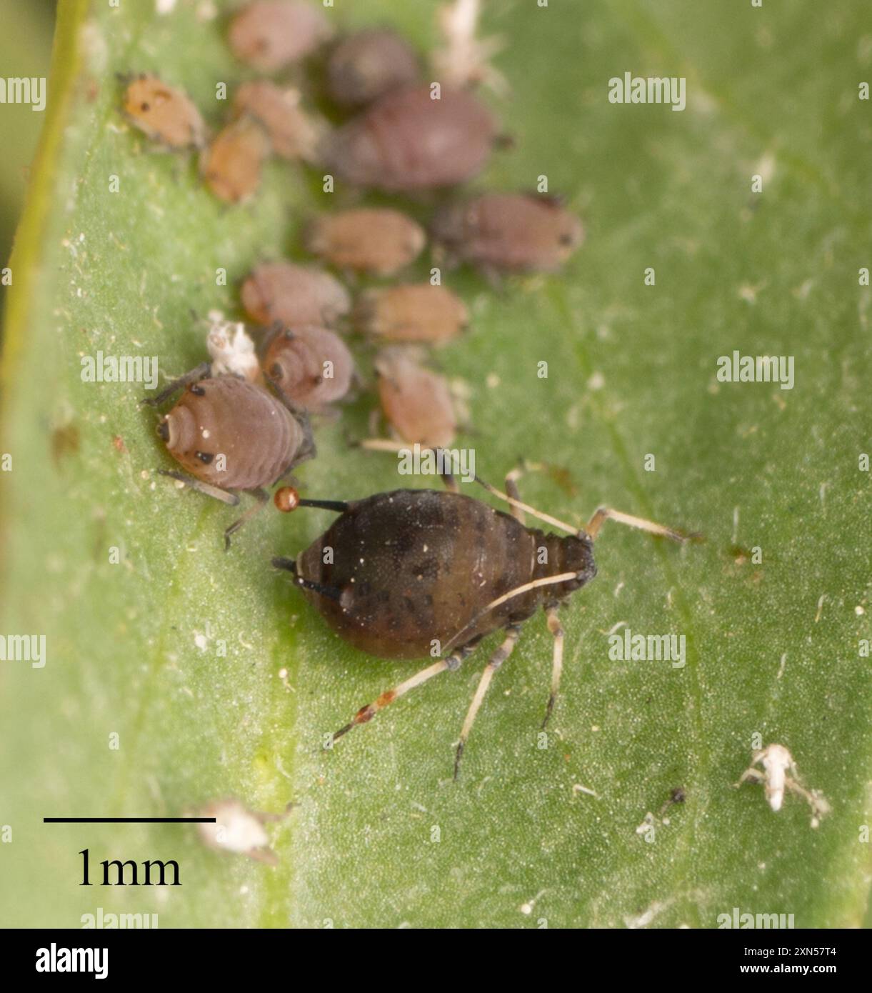 Cowpea Aphid (Aphis craccivora) Insecta Stock Photo - Alamy