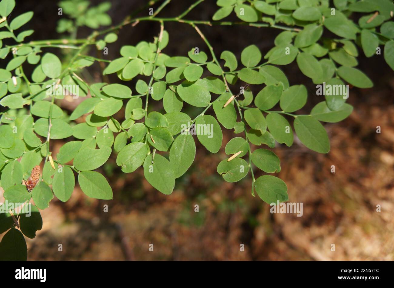 Red Huckleberry (Vaccinium parvifolium) Plantae Stock Photo - Alamy
