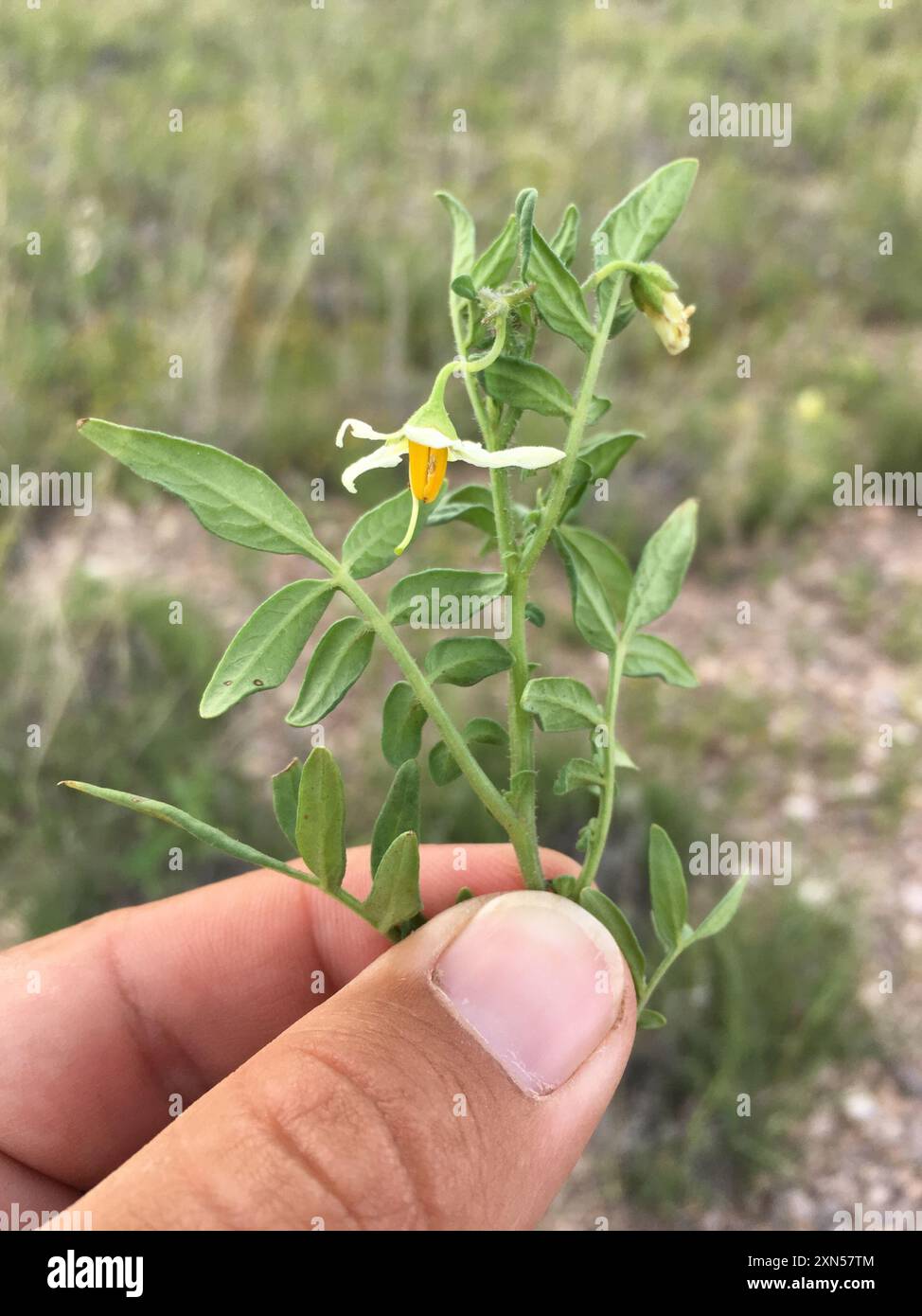wild potato (Solanum jamesii) Plantae Stock Photo - Alamy