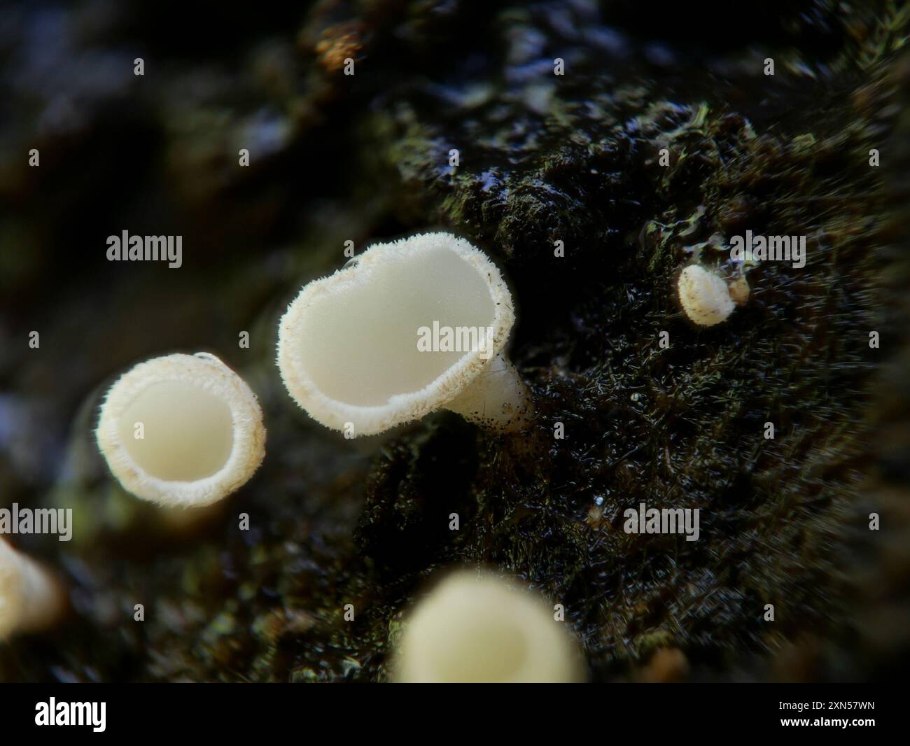 Lachnum hi-res stock photography and images - Alamy