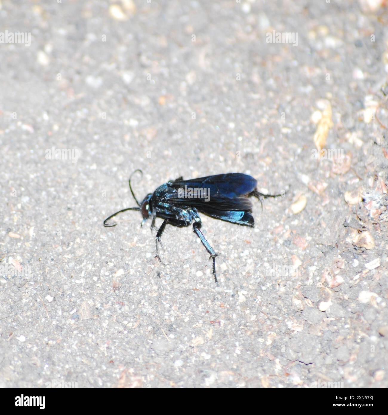 Spider Wasps (Pompilidae) Insecta Stock Photo - Alamy
