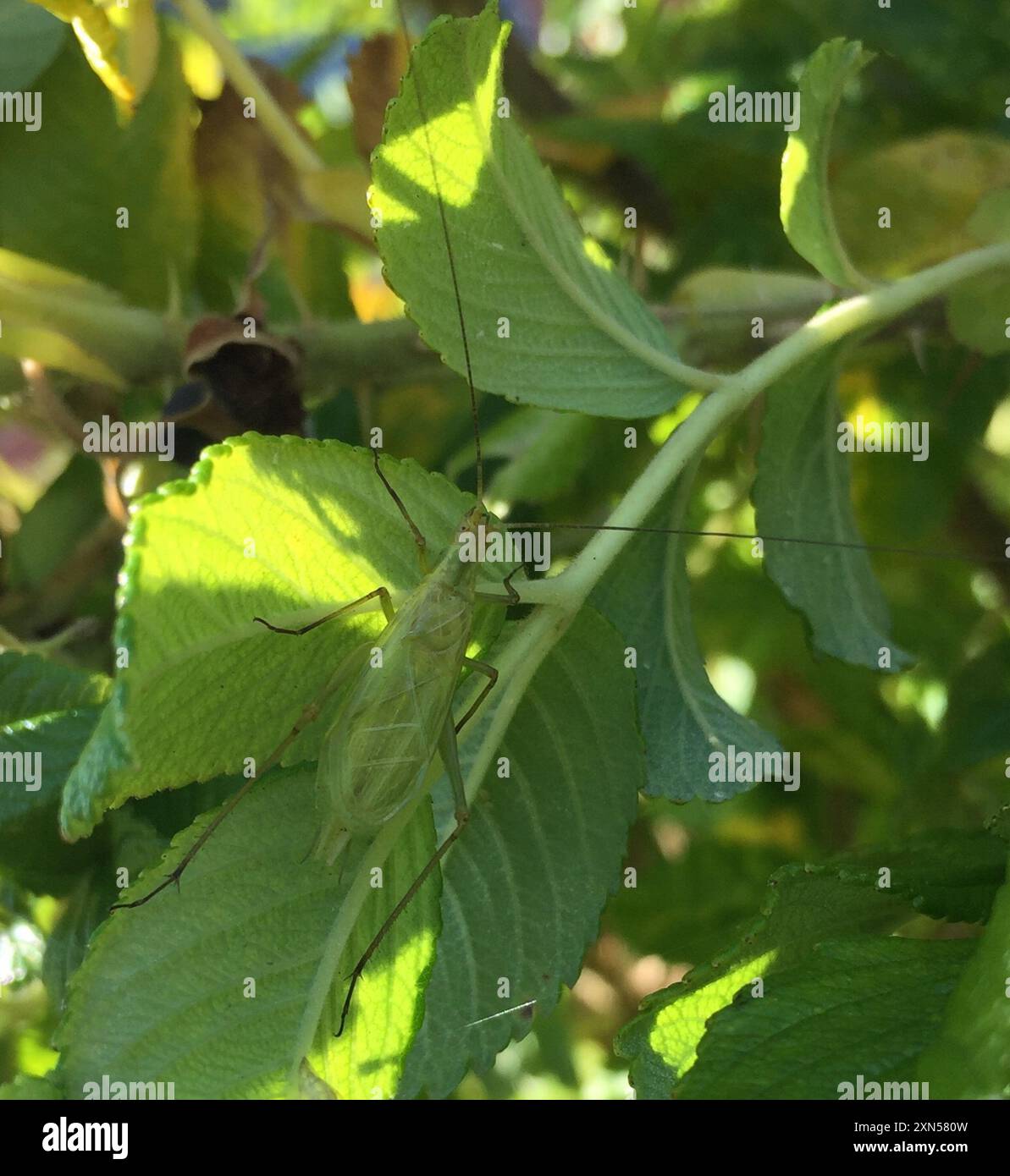 Black-horned Tree Cricket (Oecanthus nigricornis) Insecta Stock Photo ...
