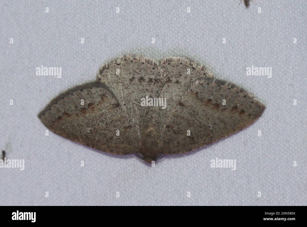 Geometer Moths (Geometridae) Insecta Stock Photo - Alamy
