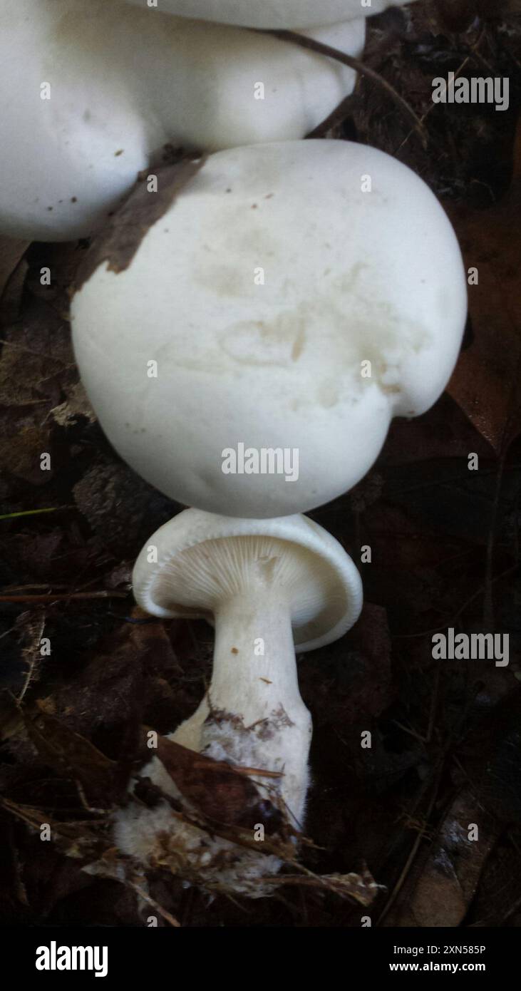 Large White Leucopax (Leucopaxillus albissimus) Fungi Stock Photo - Alamy